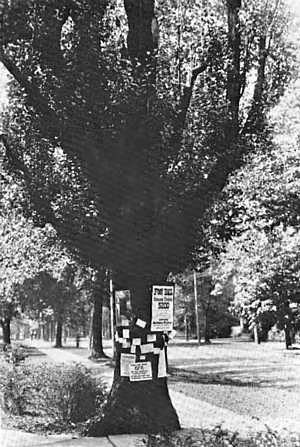 Under the Talcott Tree